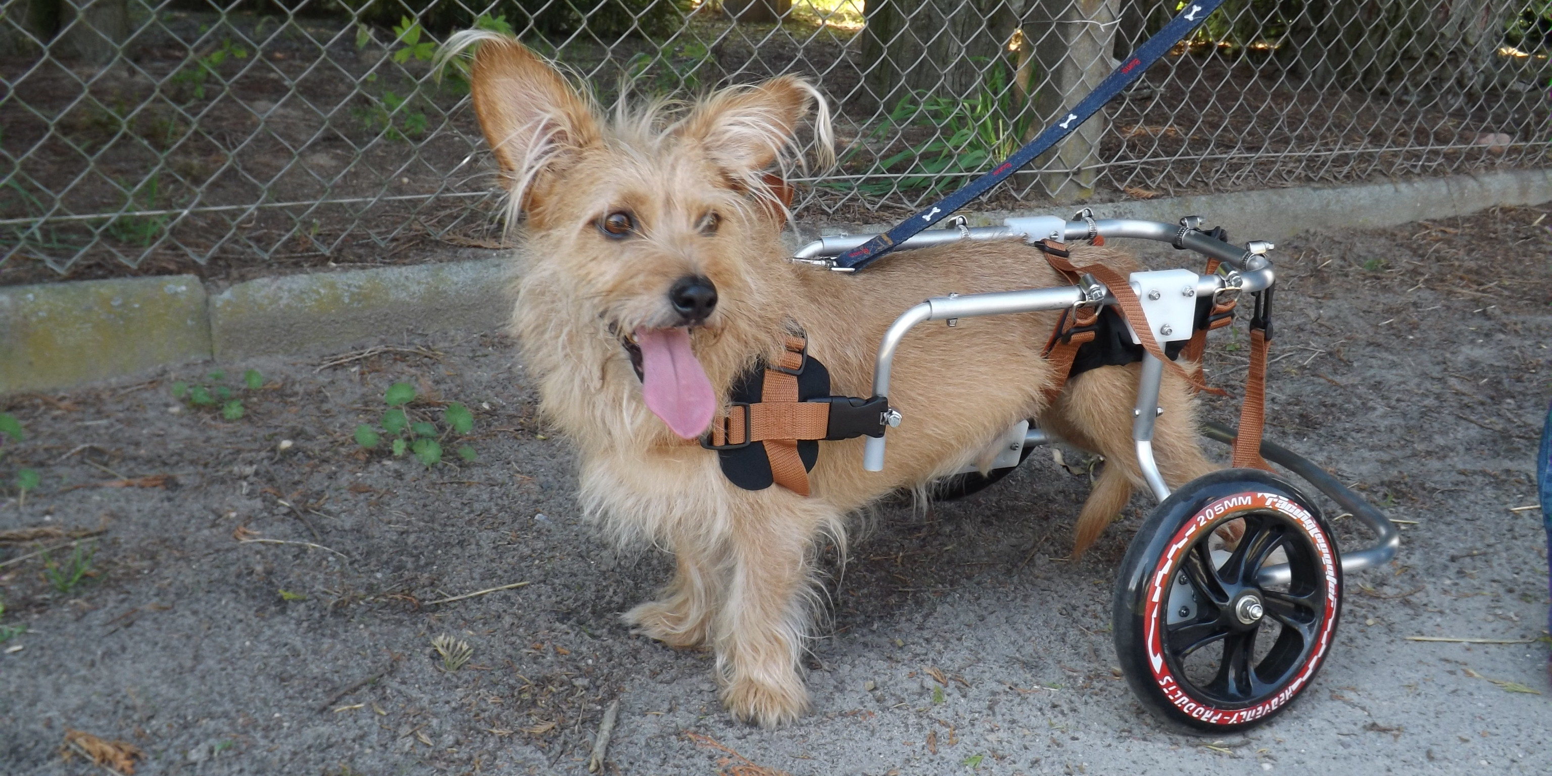 Was ist ein Handicap-Hund? - Tiergesundheits-Akademie